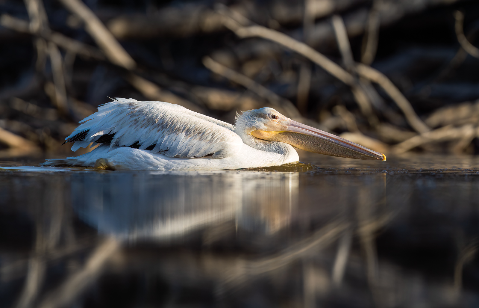 Florida Wildlife Photography - Florida Landscape Photography by Satesh ...