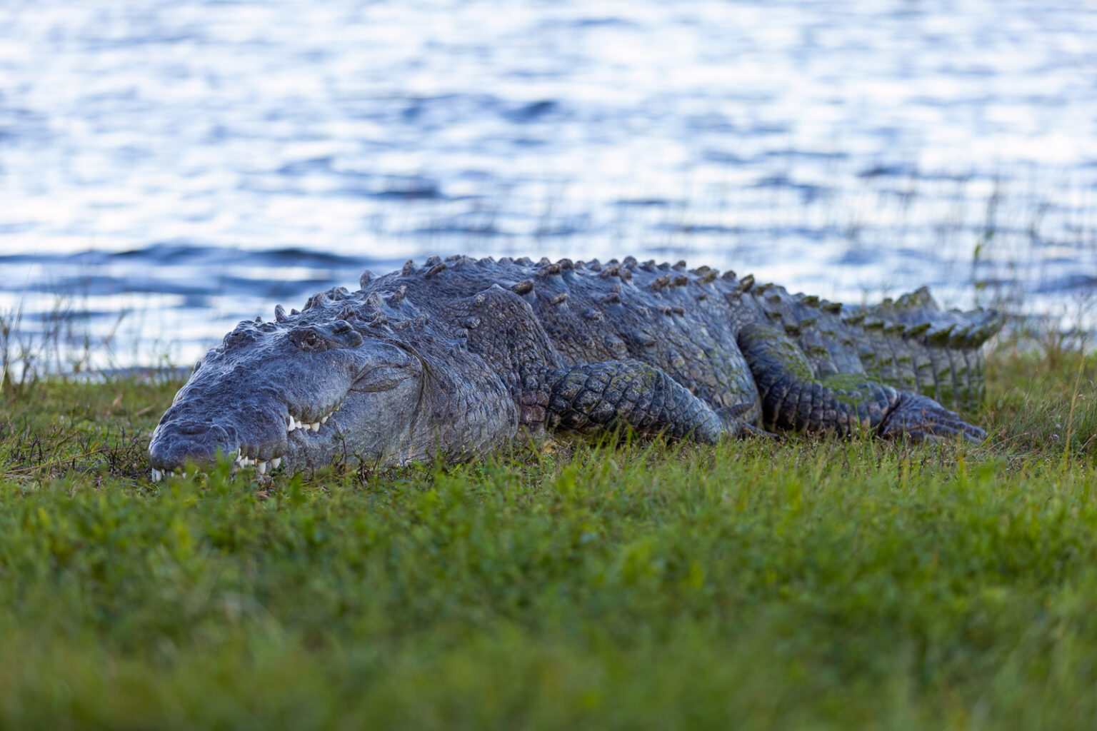 Florida Wildlife Photography - Florida Landscape Photography by Satesh ...
