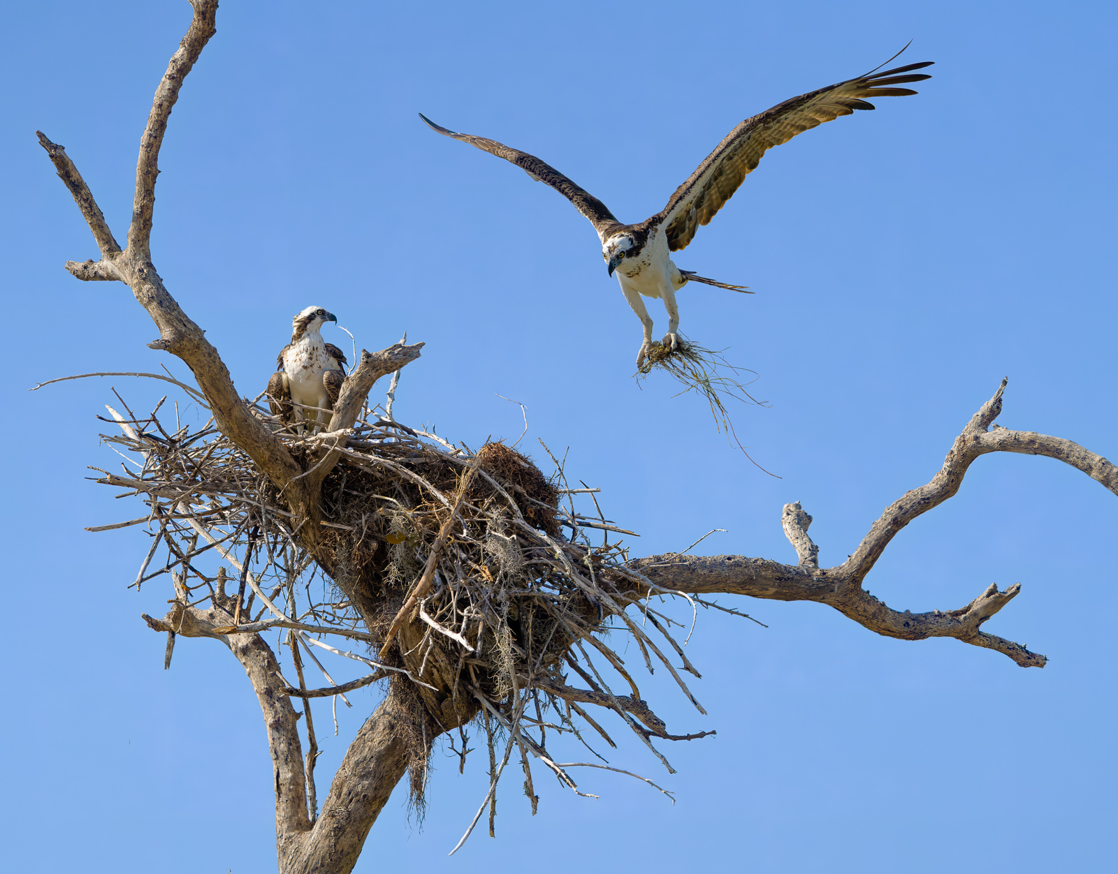 Florida Wildlife Photography - Florida Landscape Photography by Satesh ...
