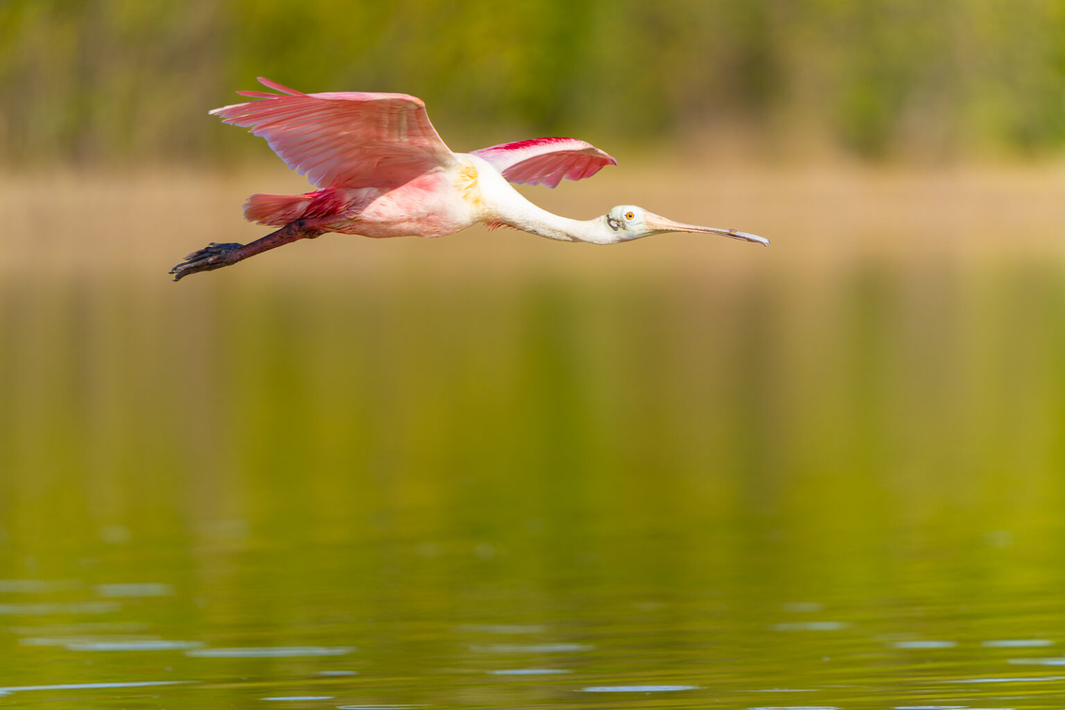 Florida Wildlife Photography - Florida Landscape Photography by Satesh ...