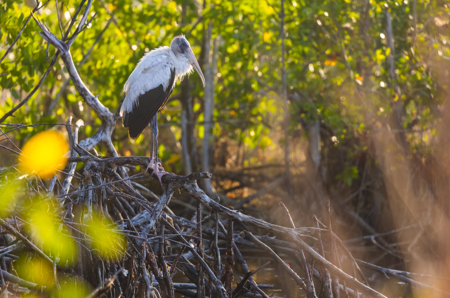 Florida Wildlife Photography - Florida Landscape Photography by Satesh ...